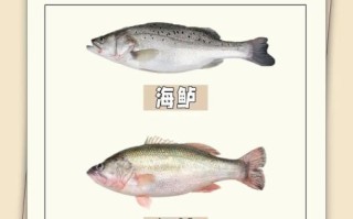 活鲈鱼是海鱼还是淡水鱼_市场常见鲈鱼种类