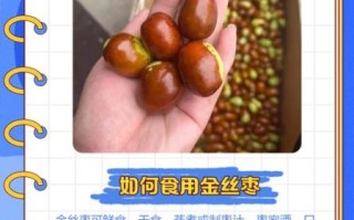 金丝枣的功效与作用禁忌_哪些人不能吃