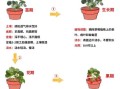 草莓怎么种_草莓种植方法步骤