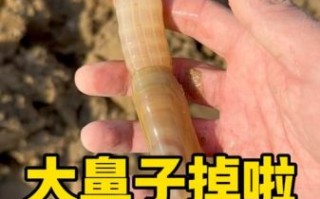 蛏子鼻子为什么会掉_蛏子鼻子掉了还能活吗