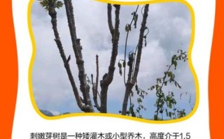 刺嫩芽种子怎么育苗_刺嫩芽育苗方法