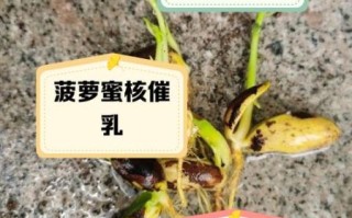 菠萝蜜核的功效与作用_怎么吃才健康