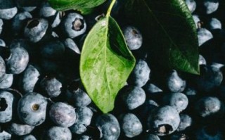 蓝莓壁纸高清下载_蓝莓图片怎么设置桌面