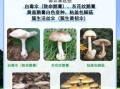 中国十大毒蘑菇有哪些_误食后怎么办