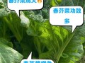 芥菜俗名叫什么_芥菜各地叫法大全