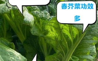 芥菜俗名叫什么_芥菜各地叫法大全