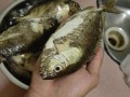 泥猛鱼汤怎么煲不腥_泥猛鱼汤做法步骤详解