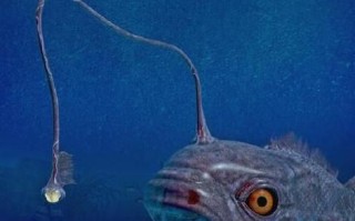 灯笼鱼长什么样子_灯笼鱼发光部位在哪