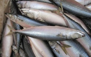 青川鱼为什么那么便宜_青川鱼价格低的真相