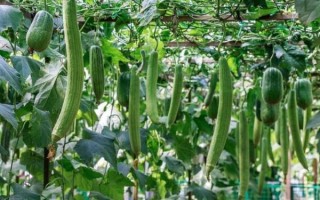 草莓丝瓜视频是什么_如何安全使用草莓丝瓜视频