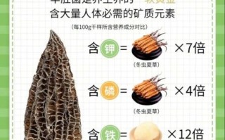 羊肚的功效与作用_羊肚的营养价值有哪些