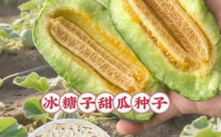 香瓜的籽可以吃吗_香瓜籽吃了有什么好处