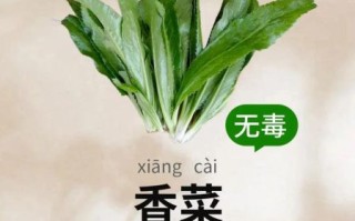 香菜的功效与作用_香菜的禁忌有哪些