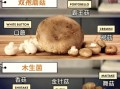 褐菇的功效与作用_褐菇怎么吃最营养