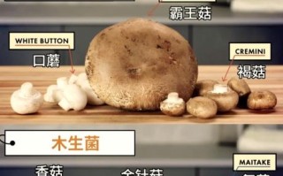 褐菇的功效与作用_褐菇怎么吃最营养