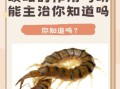 蜈蚣能治什么病_蜈蚣的药用价值有哪些