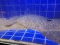 黄花鱼是淡水鱼还是海水鱼_黄花鱼生活习性