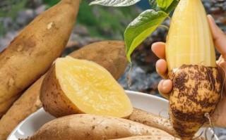 雪莲果是凉性还是热性_雪莲果寒性体质能吃吗