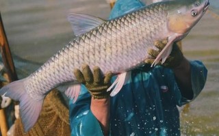 脆皖鱼为什么这么脆_脆皖鱼口感秘密