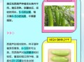 蒲瓜怎么挑选_蒲瓜和瓠瓜的区别