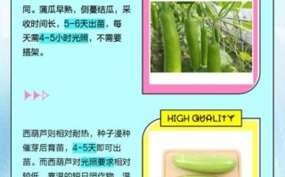 蒲瓜怎么挑选_蒲瓜和瓠瓜的区别