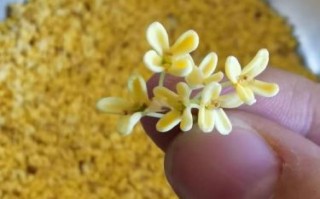 新鲜桂花怎么做糖桂花_糖桂花保存多久