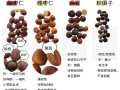 酸枣仁图片_酸枣仁真假怎么辨别