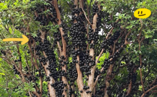 嘉宝果好吃吗_嘉宝果口感怎么样