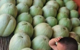 雪里红西瓜怎么种_雪里红西瓜好吃吗