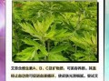 艾草对肝的功效与作用_艾草护肝怎么吃才有效