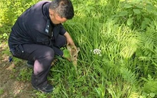 狍子图片_如何辨别真假