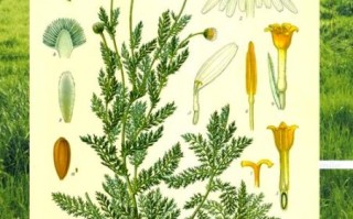 洋甘菊的花语是什么_洋甘菊的寓意有哪些