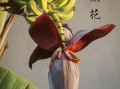芭蕉花图片_如何识别真假芭蕉花