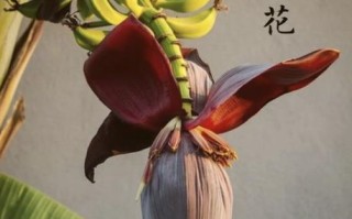 芭蕉花图片_如何识别真假芭蕉花