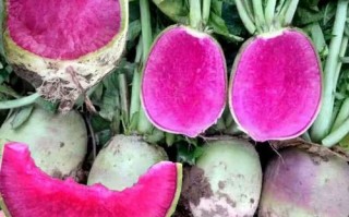 心里美萝卜什么时候种_最佳播种时间