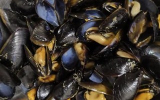 为什么禁止食用海虹_海虹中毒症状有哪些