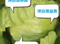 洋白菜能生吃吗_生吃洋白菜的好处与风险