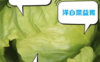 洋白菜能生吃吗_生吃洋白菜的好处与风险