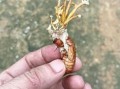 有毒金蝉花图片_如何辨别真假
