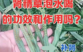 男人补肾喝什么泡水_男人补肾用什么泡水喝好