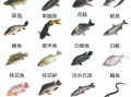 淡水大鱼有哪些_淡水大鱼怎么养