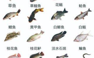 淡水大鱼有哪些_淡水大鱼怎么养