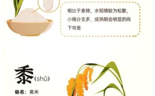 五谷读音是什么_五谷分别怎么读