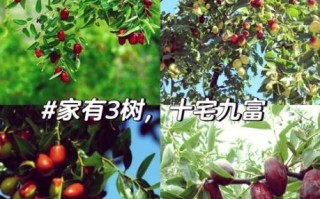 枣树为什么是凶树_枣树风水禁忌