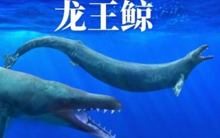 龙王鲸是什么动物_龙王鲸灭绝了吗