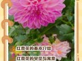 红苕花怎么养_红苕花什么时候开花