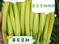 鲜黄花菜含有秋水仙碱吗_如何安全食用