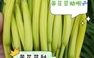 鲜黄花菜含有秋水仙碱吗_如何安全食用