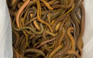 黄鳝多少钱一斤_黄鳝价格表最新行情