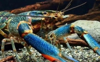 澳洲淡水龙虾养殖方法_如何养好澳洲淡水龙虾